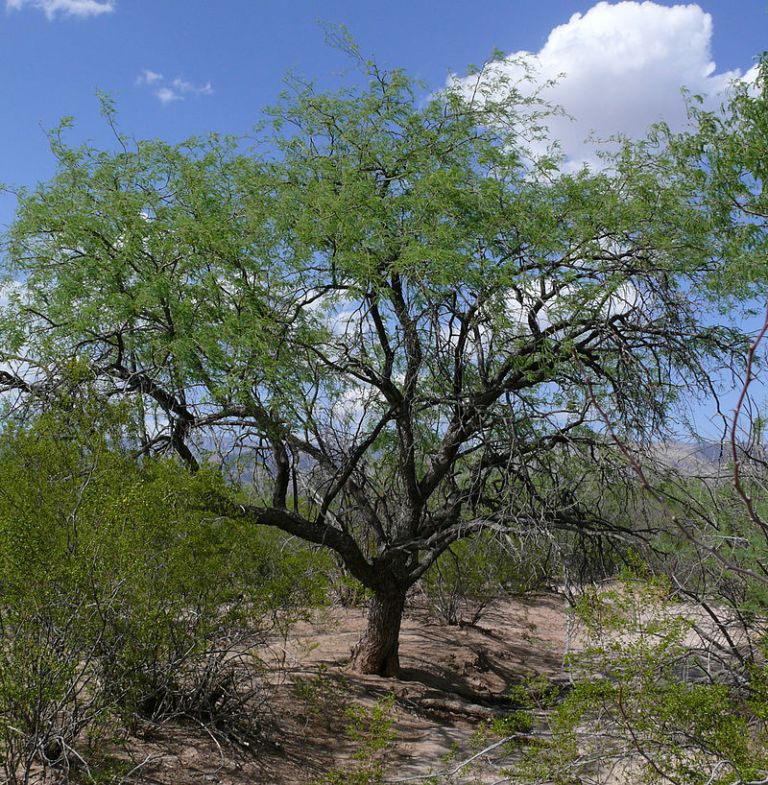 The Parable of the Mesquite Tree | Sign of the Rose