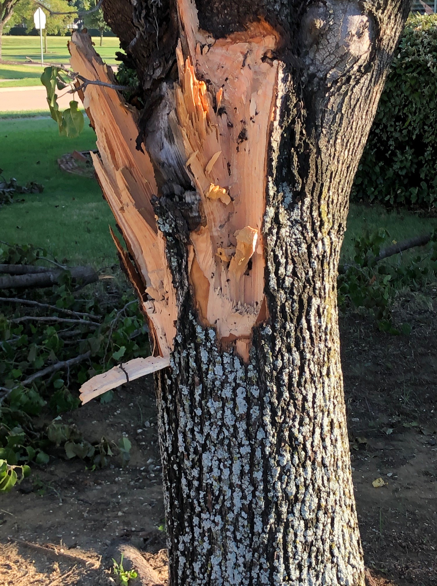 Bradford Pear | Sign of the Rose